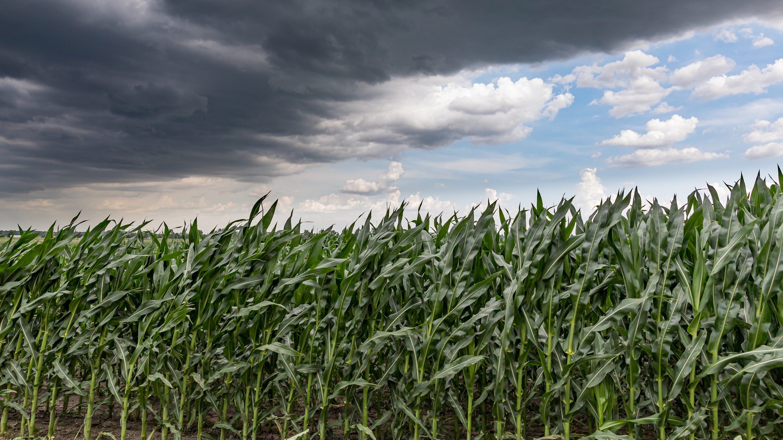 Crop Insurance Now Available With Peoples Company