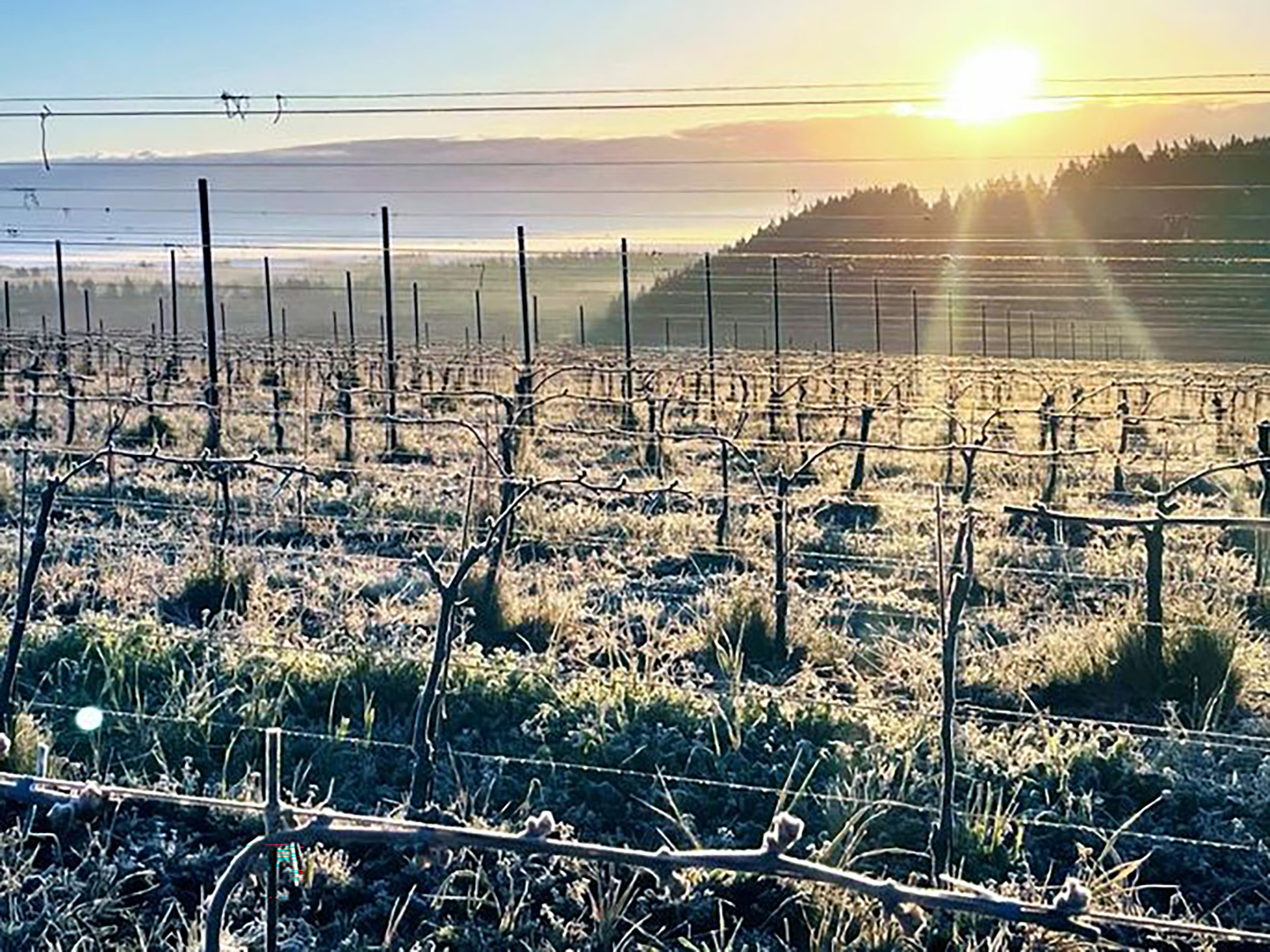 Late-Spring Frost Hits Willamette Valley